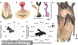 Nature S Strangest SEX Rituals Revealed From Echidnas With Four Headed Penises To Banana