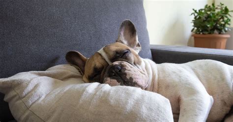 Can Dogs Have Sleep Apnea Petguide