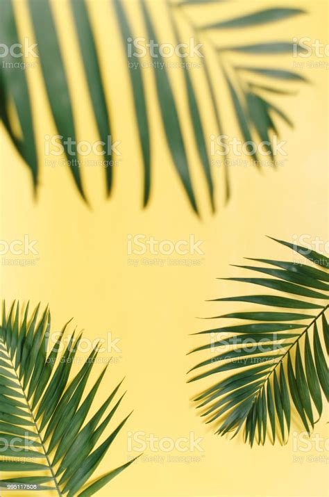 熱帯のヤシの葉分離パステル黄色背景で隔離枠 からっぽのストックフォトや画像を多数ご用意 からっぽ やしの葉 アメリカ合衆国