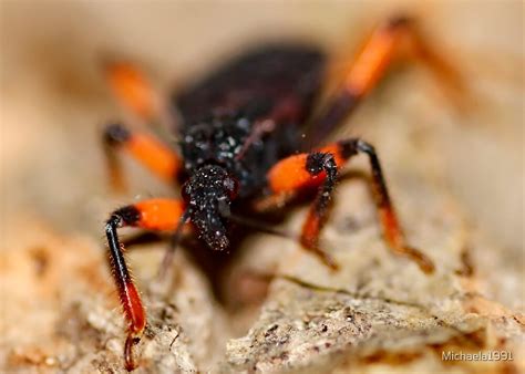 Red Spotted Assassin Bug By Michaela1991 Redbubble