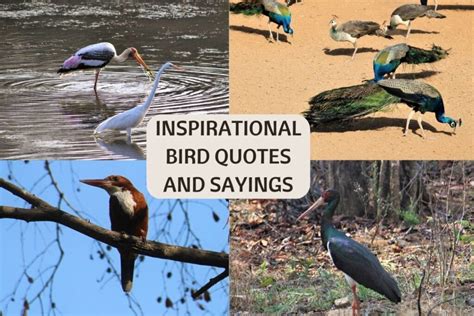 115 Inspirational Bird Quotes And Sayings Wildlifezones