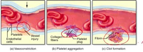 Blood Clotting Flashcards Quizlet