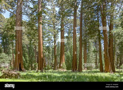 I Famosi Grandi Alberi Di Sequoia Si Trovano Nel Parco Nazionale Di