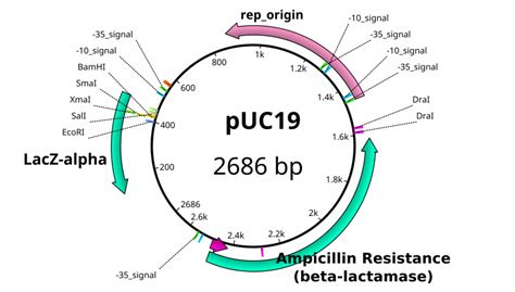 Dna Miniprep By Alkaline Lysis Activity Biology Oer Page 2