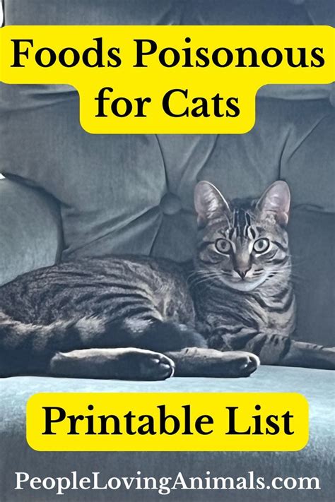 Foods Poisonous For Cats Cat Health Cat Health Problems Cat Training