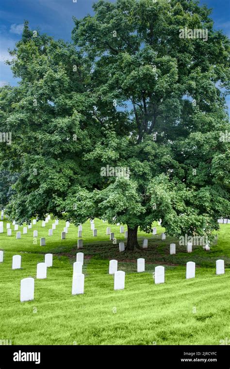A Massive Tree Shades The Graves Of Fallen American Military In