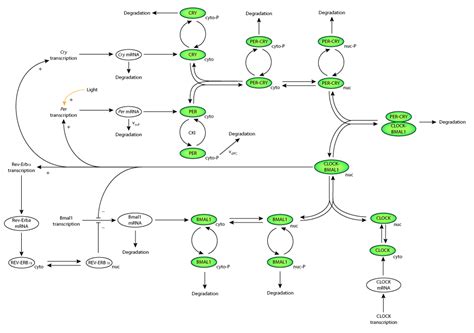 A Multiscale Model To Investigate Circadian Rhythmicity Of Pacemaker Neurons In The