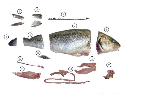 Shi Drum Dissection Regions Along Reference Points And Organs Legend Download Scientific