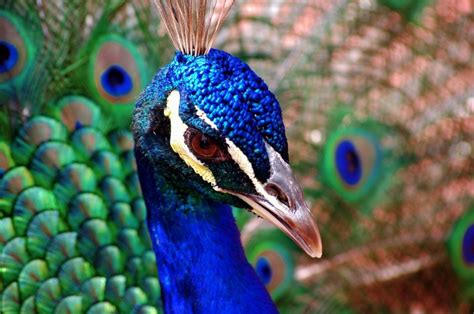 Itap Of A Peacock Itookapicture