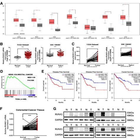 Runx1 Promotes Colorectal Cancer Progression Via Runx1 Wntβ Catenin