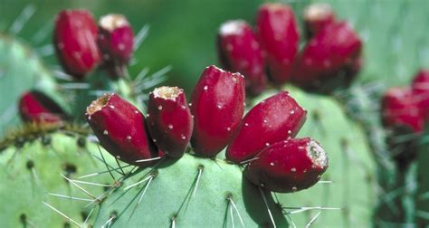 Cómo Salvar Un Cactus Podrido