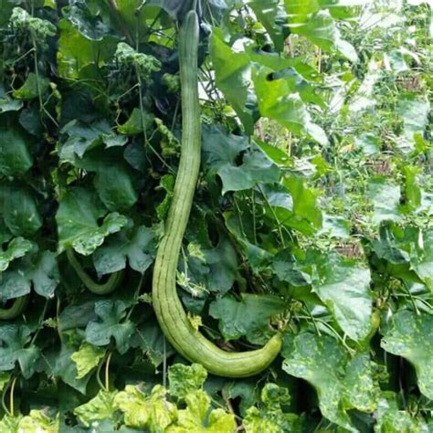 Giant Long Luffa Sponge Seeds Luffa Aegyptiaca 🌳🌼🌸🌿🌱🍉