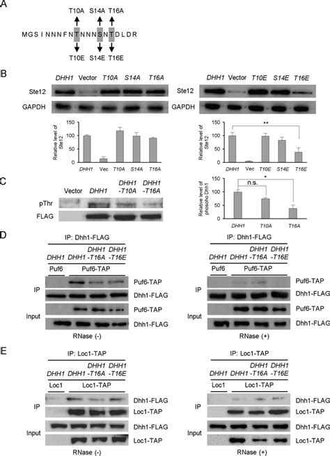 Effects Of Phosphorylation Mutations Of Dhh1 On Ste12 Translation And
