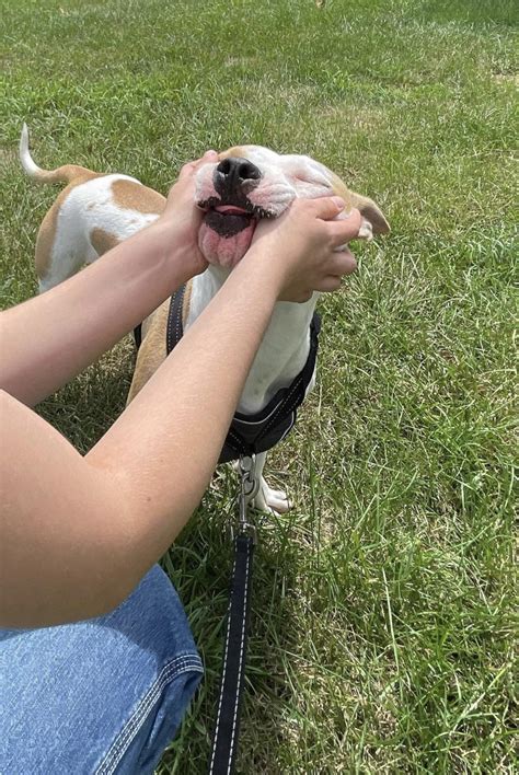 Cassie Needs Surgery Rpitbullowners