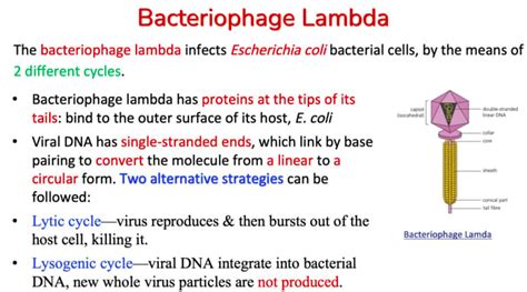 Ib Biology For Syllabus 2025 A23 Viruses Hl Only By Tina Qin