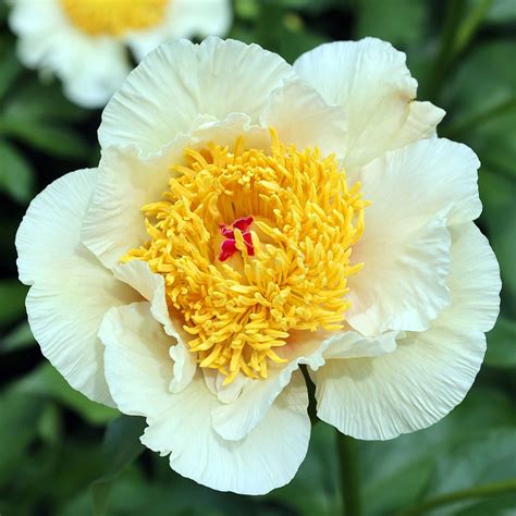 Peony Bulbs Jan Van Leeuwen Flower Bulbs Eden Brothers
