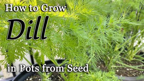 How To Grow Dill A Beginners Guide To Thriving Herbs