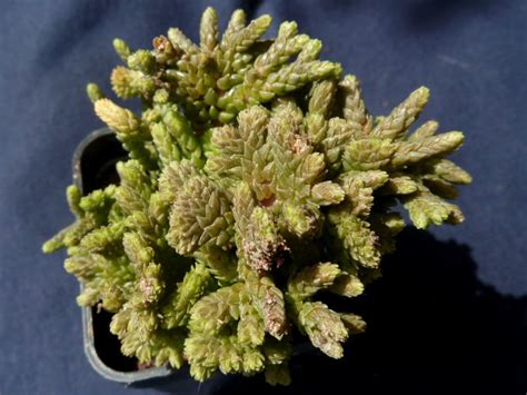 Crassula Muscosa Cristata World Of Succulents