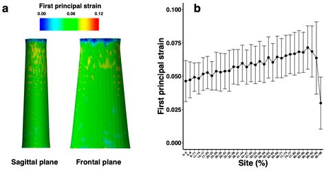 Estimation Of The Effects Of Achilles Tendon Geometry On The Magnitude And Distribution Of Local