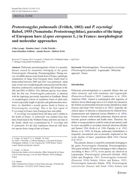 Protostrongylus Sp Pdf Polymerase Chain Reaction Dna Sequencing