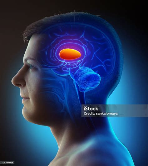 3d 呈現男性大腦解剖學的醫學準確插圖 普塔門 照片檔及更多 Basal Ganglia 照片 Basal Ganglia 杏仁核 腦