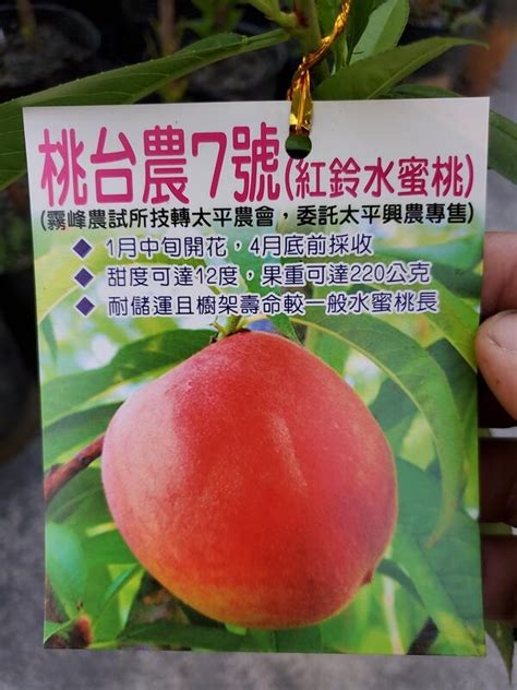 李家果苗 紅鈴水蜜桃 桃台農7號 4吋半盆 嫁接苗 中部以北適合種植 高度40 50公分 單價440元 特價380元 露天市集 全台最