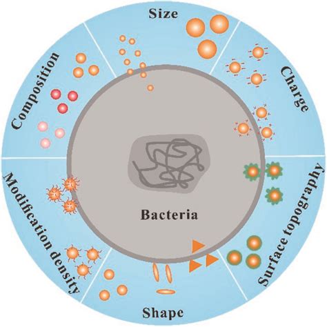 The Main Factors For Regulating The Antibacterial Activity Of Download Scientific Diagram