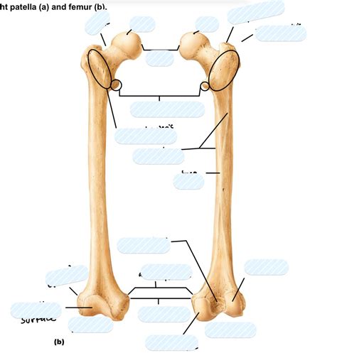 Femur Patella Diagram Quizlet