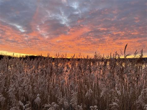 Reed Field Sunset Free Photo On Pixabay Pixabay