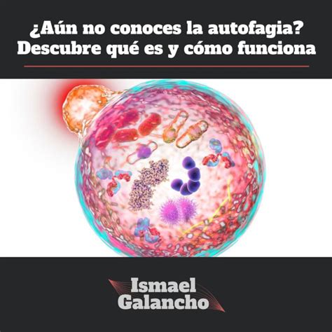 ¿aún No Conoces La Autofagia Descubre Qué Es Y Cómo Funciona
