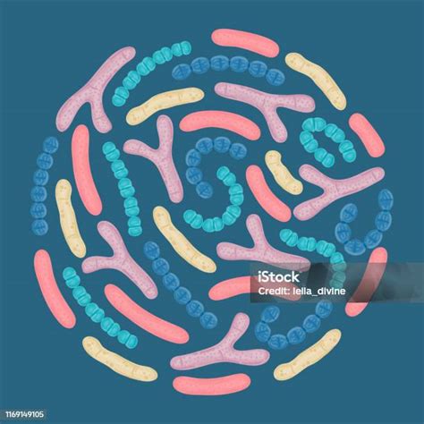 원형 모양의 벡터 프로바이오틱스 비피도박테리움 락토바실러스 연쇄상구균 열필러스 락토코커스 마이크로바이옴에 대한 스톡 벡터 아트 및 기타 이미지 Istock
