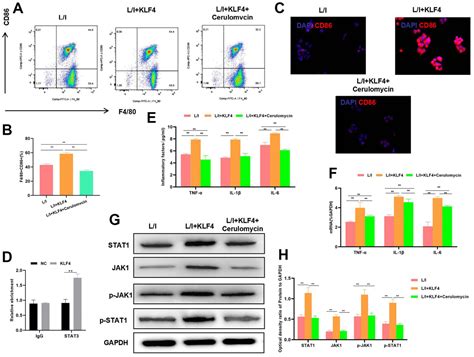 Transcription Factor Klf4 Regulated Stat1 To Promote M1 Polarization Of