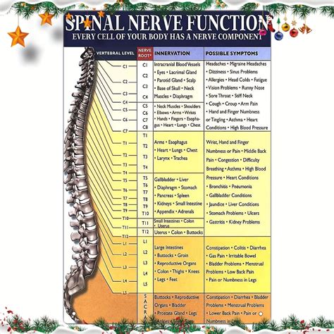 Spinal Nerve Chart Functions