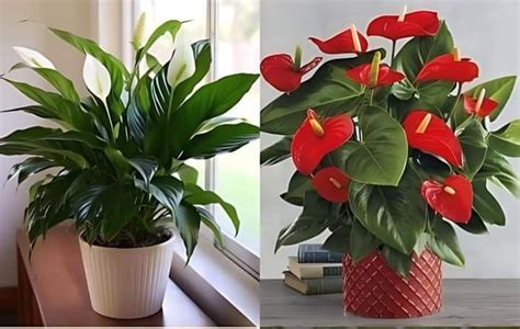 💐🪴ოთახის და ეზოს ყვავილების ჯგუფი ბათუმი💐🌴