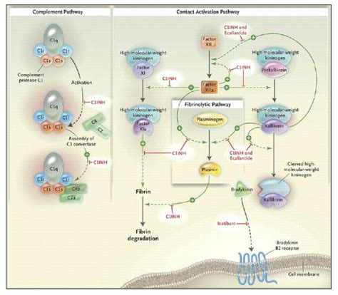 Hereditary Angioedema Hae Attacks Involve The Activation Of The