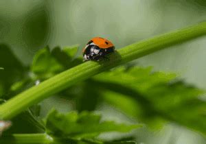 USP Microbial Enumeration Tests