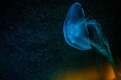 Premium Photo Aurelia Aurita