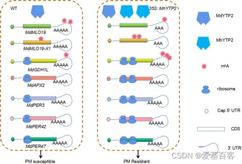 Rna结合蛋白研究技术：rip Seq实验分析流程及案例分享 Rip Seq数据分析 Csdn博客
