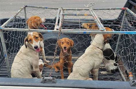 Mulher é presa em flagrante por maus tratos a cães em Capanema PA ONG Olhar Animal