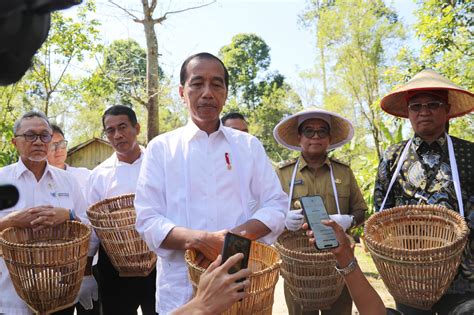Presiden Jokowi Dan Mentan Amran Di Lampung Barat Pacu Produksi Kopi