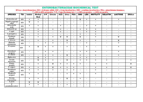 Enterobacteriaceae Biochemical Test Pdf Bacteria Organisms