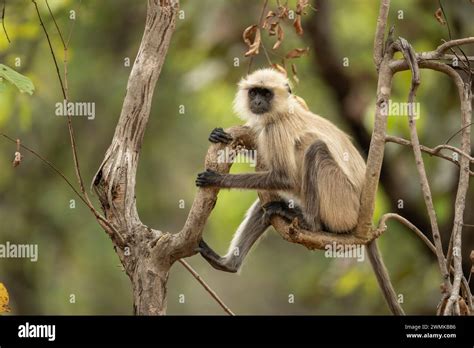 Northern Plains Gray Langur Semnopithecus Entellus Sits In A Tree In Bandhavgarh National Park