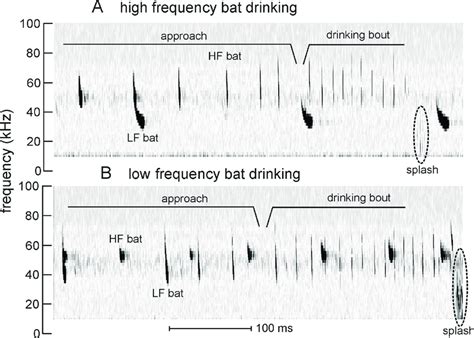 Echolocation In Bats Notes At Stephanie Felder Blog