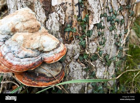 Fungus Growing From The Stump Of A Tree Stock Photo Alamy