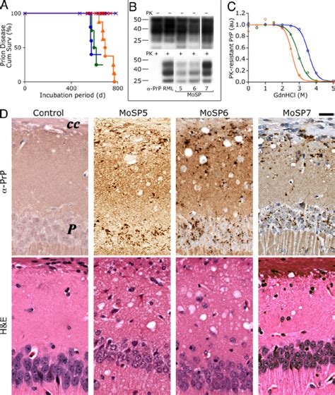 Prion Disease Results From Inoculation Of Amyloids 5 6 And 7 Into Download Scientific Diagram