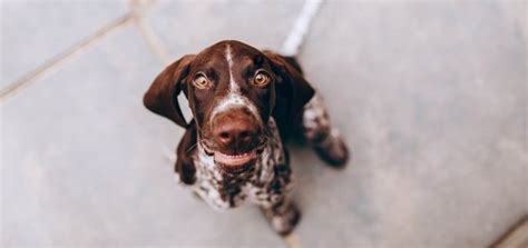 Small Dog Barking And Growling Sound Effect Animal Sounds