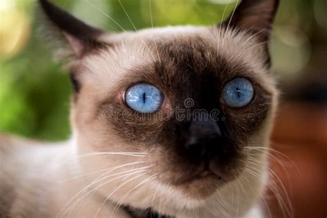 Siamese Cat Picture Image 842471