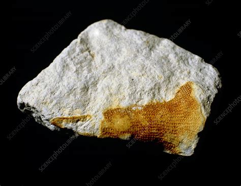Fossilised Sponge Embedded In Chalk Stock Image E442 0175 Science