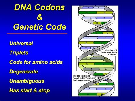 Nucleic Acids Objectives Draw Formulas Representing The General