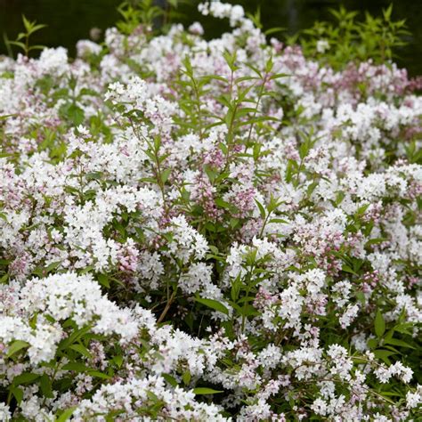 Deutzia Scabra Hedging Roots Plants